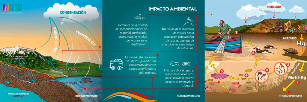 ¿Cómo impacta el mercurio en la salud? - La nueva CEDIB